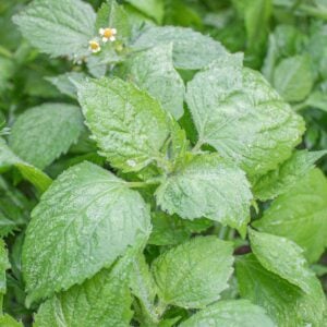 Galinsoga / Guascas: Harvesting and Cooking - Forager | Chef