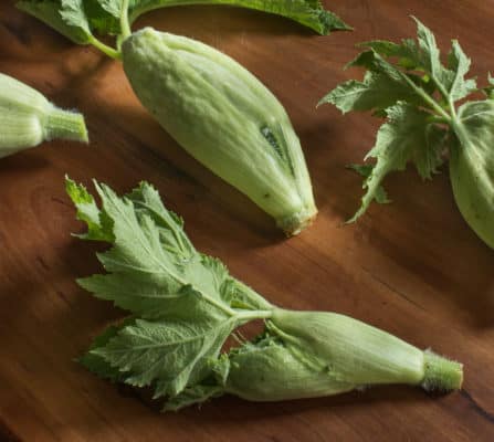 Cow Parsnip: Identification, Edible Parts, and Cooking