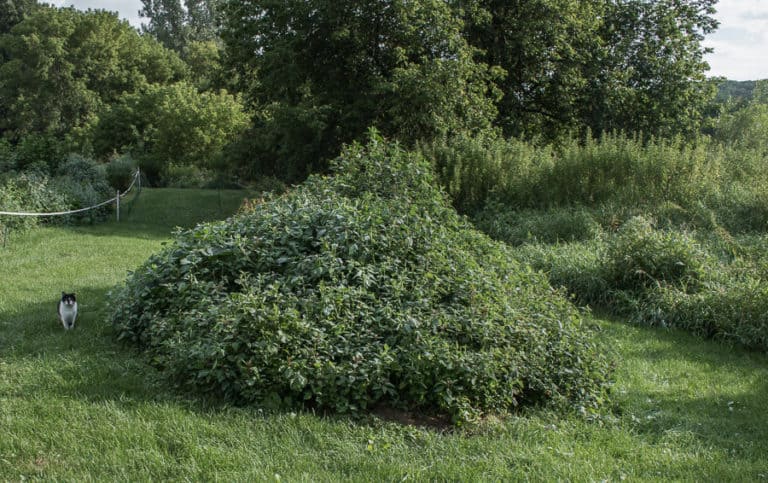 Wild Spinach / Common Lamb's Quarters - Forager | Chef