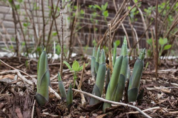 Cooking and Eating Hosta Shoots