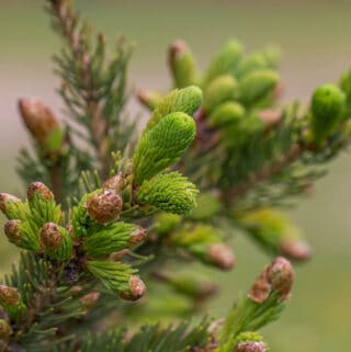 Spruce Tips: Harvesting, Cooking and Recipes - FORAGER | CHEF