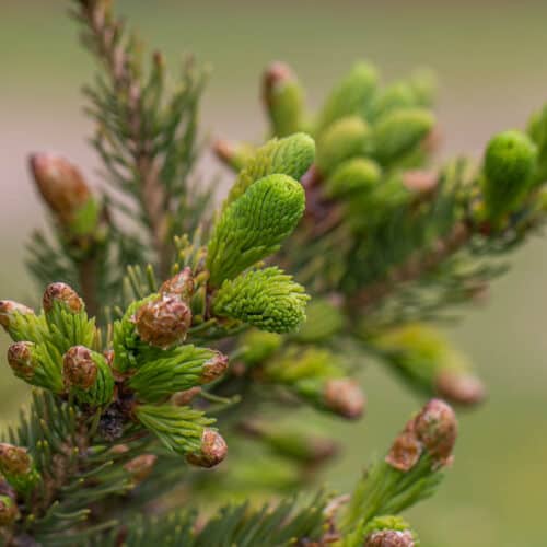 Spruce Tips: Harvesting, Cooking and Recipes - FORAGER | CHEF