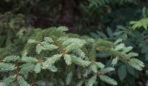 Spruce Tips: Harvesting, Cooking and Recipes - Forager | Chef