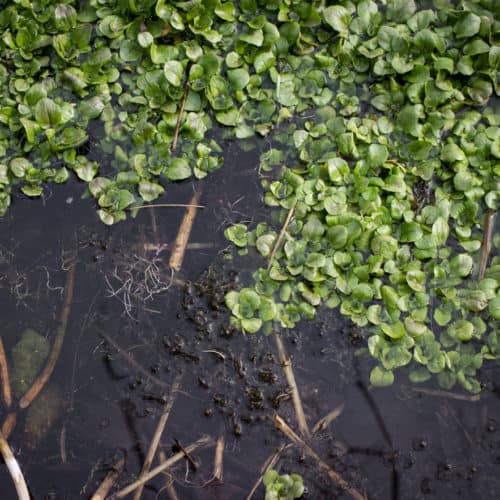 Wild Watercress: Harvesting, Safety, Cooking and Recipes