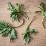 Various species of plants that you can forage.