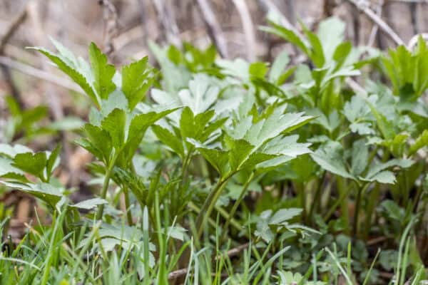 Foraging and Cooking Sochan or Cut-Leaf Coneflower Leaves