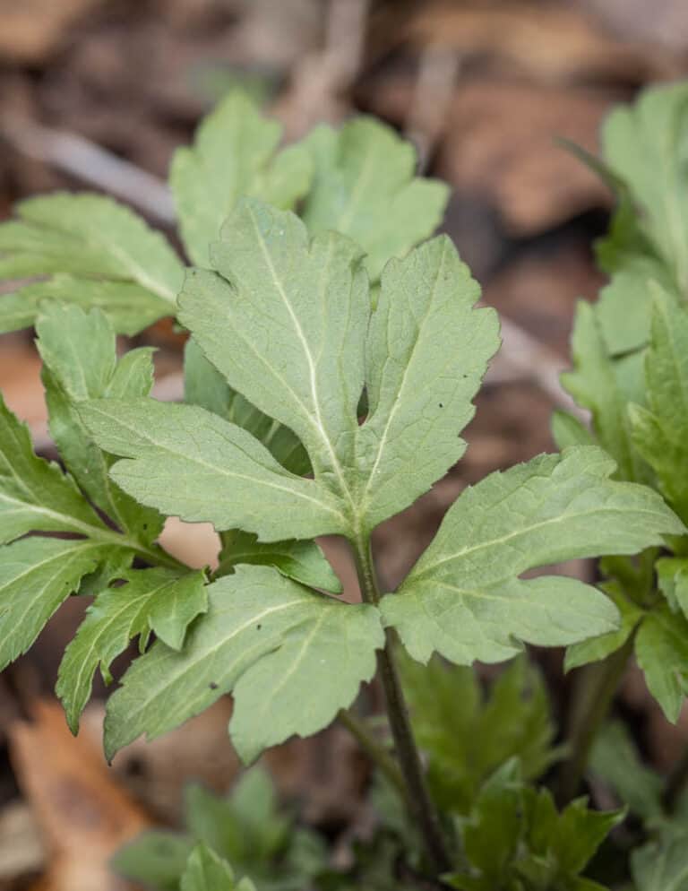 Foraging and Cooking Sochan or Cut-Leaf Coneflower Leaves