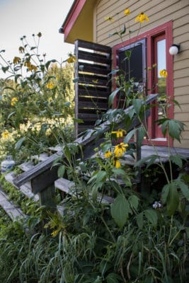 Foraging and Cooking Sochan or Cut-Leaf Coneflower Leaves