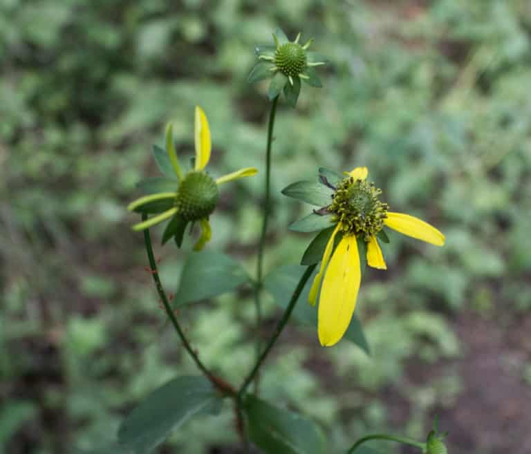 Foraging and Cooking Sochan or Cut-Leaf Coneflower Leaves