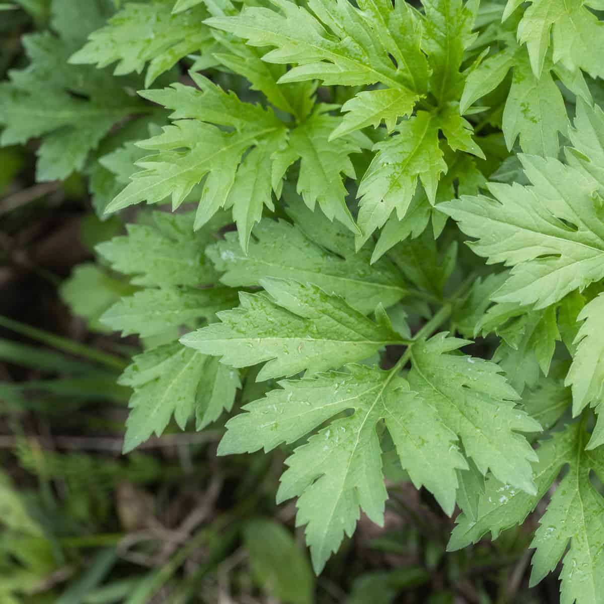 Foraging and Cooking Sochan or Cut-Leaf Coneflower Leaves