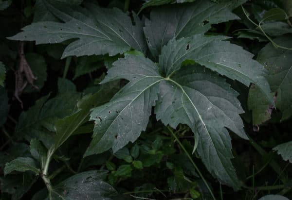 Foraging and Cooking Sochan or Cut-Leaf Coneflower Leaves