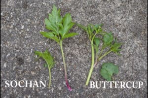 Foraging and Cooking Sochan or Cut-Leaf Coneflower Leaves