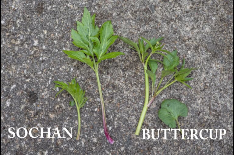 Foraging and Cooking Sochan or Cut-Leaf Coneflower Leaves