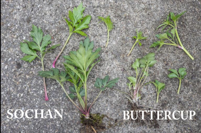 Foraging and Cooking Sochan or Cut-Leaf Coneflower Leaves