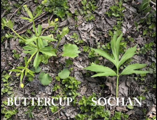 Foraging and Cooking Sochan or Cut-Leaf Coneflower Leaves