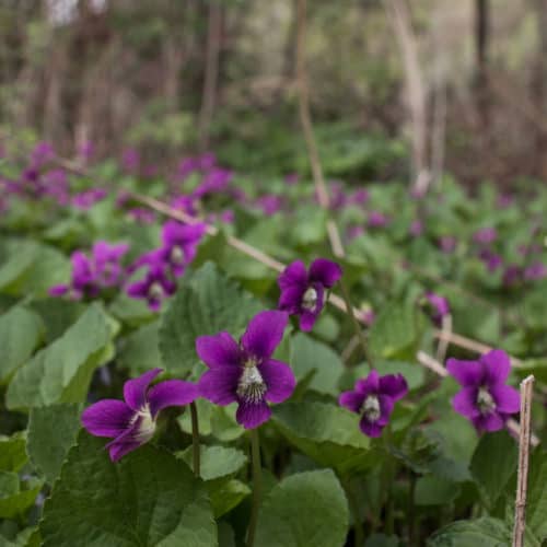 Foraging and Cooking with Violets