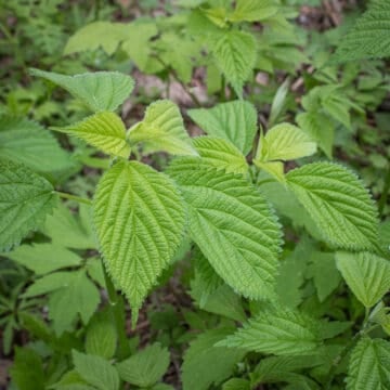 Foraging for Wood Nettles (Laportea canadensis) - Forager | Chef