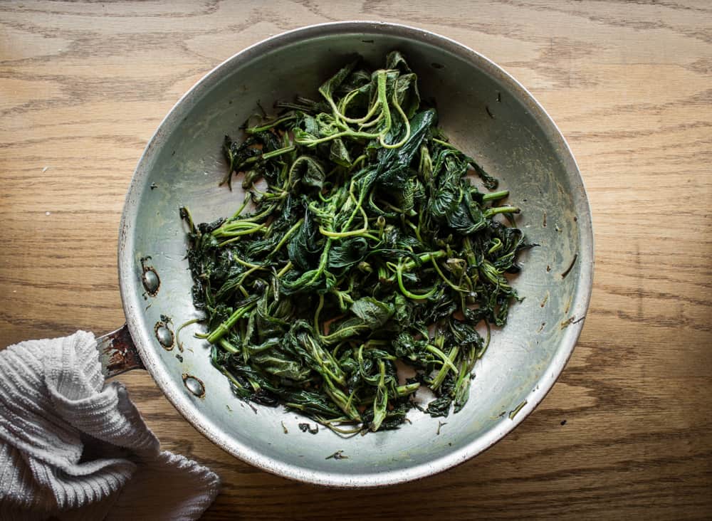 Foraging for wood nettles or Laportea canadensis