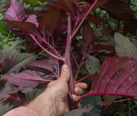 Cooking Wild Amaranth or Amaranthus retroflexus - Forager | Chef