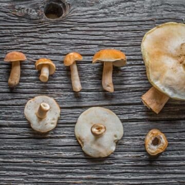 Chestnut Mushroom: Cooking, Growing & More - Forager | Chef
