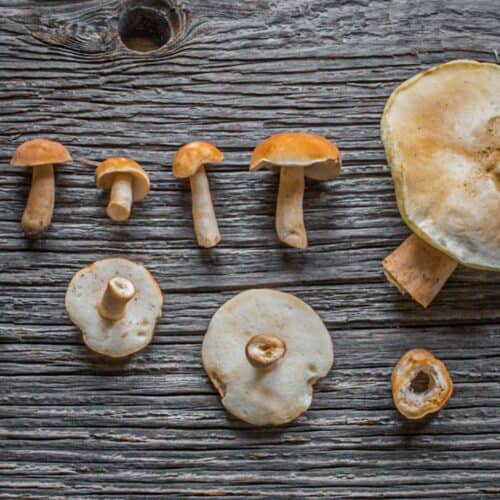 Chestnut Mushroom: Cooking, Growing & More - Forager | Chef