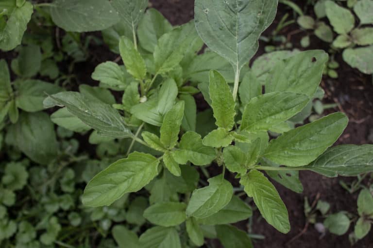 Cooking Wild Amaranth or Amaranthus retroflexus - Forager | Chef