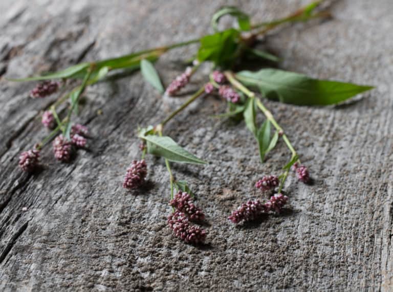 Foraging and Cooking Water Pepper (Persicaria hydropiper)