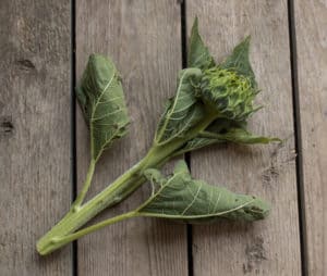 How to Cook a Sunflower Head or Buds (Recipe) Forager | Chef