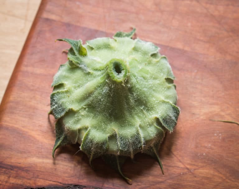 How to Cook a Sunflower Head or Buds (Recipe) Forager | Chef