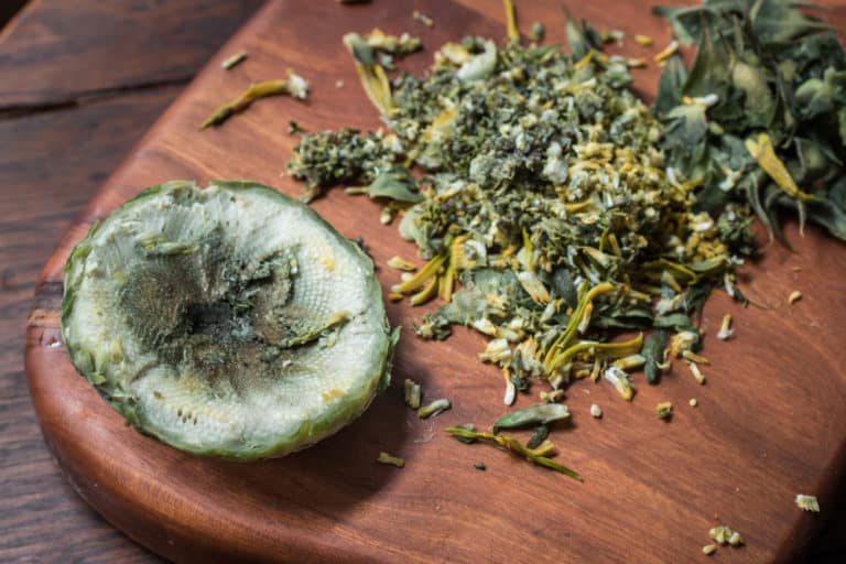 How to Cook a Sunflower Head or Buds (Recipe) Forager | Chef