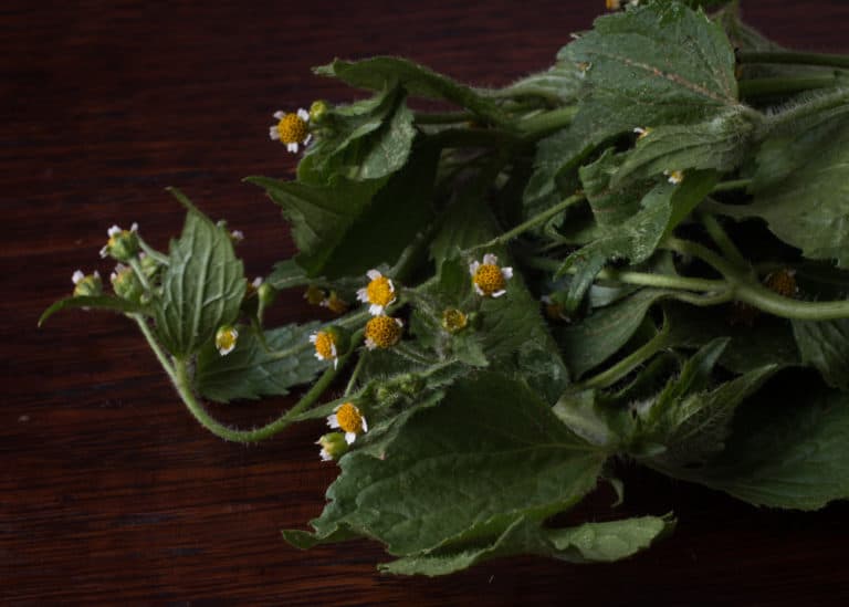 How to Cook a Sunflower Head or Buds (Recipe) Forager | Chef