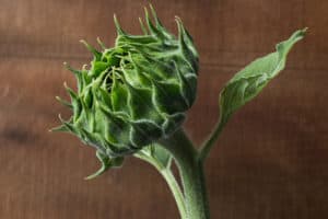 How to Cook a Sunflower Head or Buds (Recipe) Forager | Chef