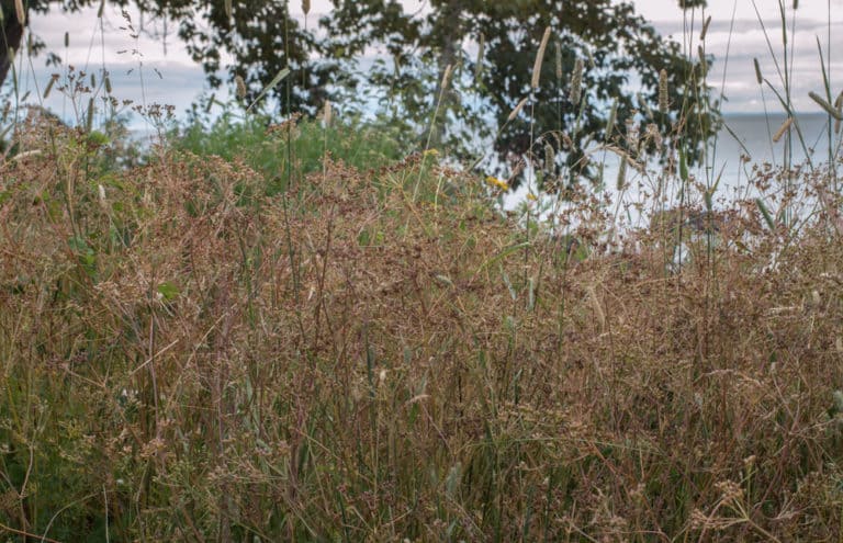 Foraging and Cooking Wild Caraway (Carum carvi) - Forager | Chef