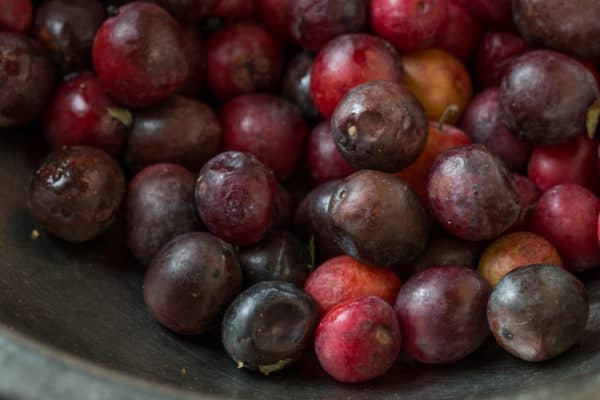 Foraging and Cooking with Wild Plums - Forager | Chef