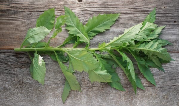American Burnweed / Erechtites hieraciifolius - FORAGER | CHEF