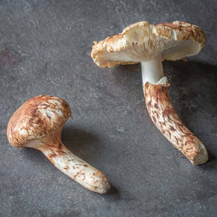 Matsutake or Pine Mushrooms: Identification, Harvesting and Cooking