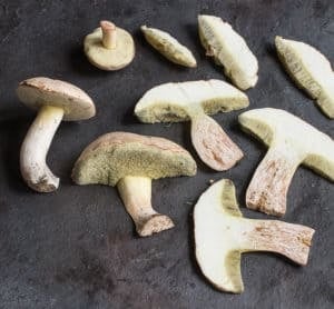 Foraging and Cooking Boletus Pallidus - Forager | Chef