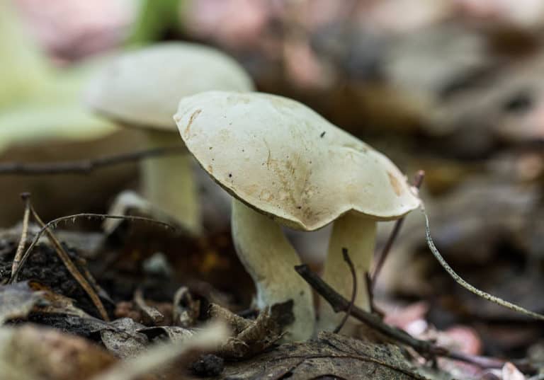 Foraging and Cooking Boletus Pallidus - Forager | Chef
