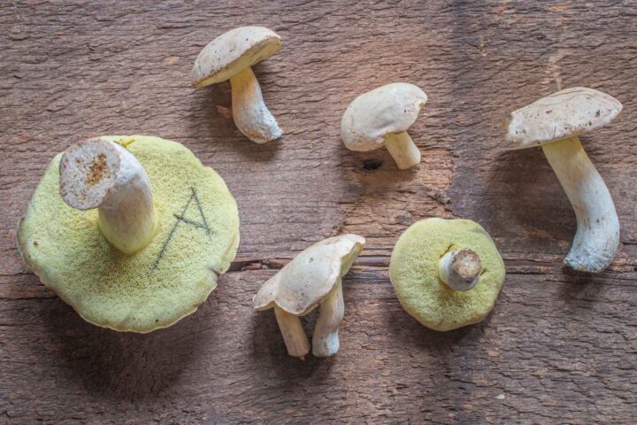 Foraging and Cooking Boletus Pallidus - Forager | Chef
