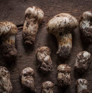 Matsutake or Pine Mushrooms: Identification, Harvesting and Cooking