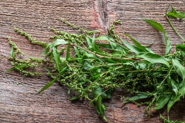 Foraging and Cooking Water Pepper (Persicaria hydropiper)