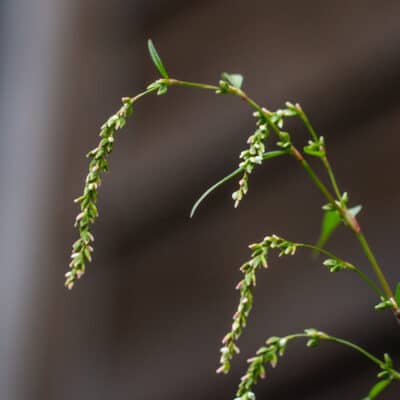 Foraging and Cooking Water Pepper (Persicaria hydropiper)