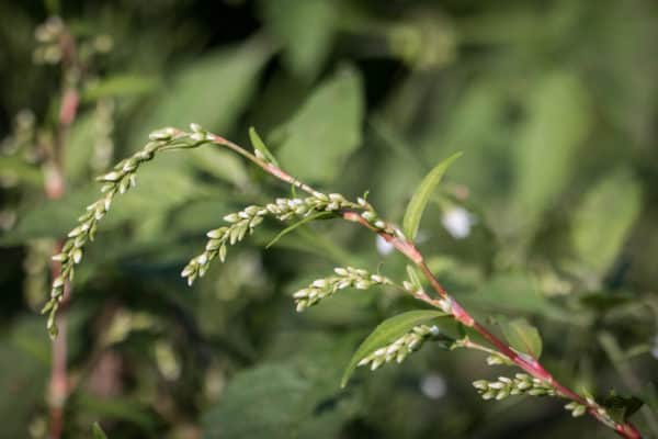 Foraging and Cooking Water Pepper (Persicaria hydropiper)