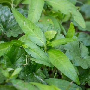 Foraging and Cooking Water Pepper (Persicaria hydropiper)