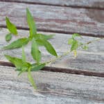 Foraging and Cooking Water Pepper (Persicaria hydropiper)