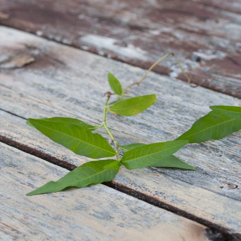 Foraging and Cooking Water Pepper (Persicaria hydropiper)