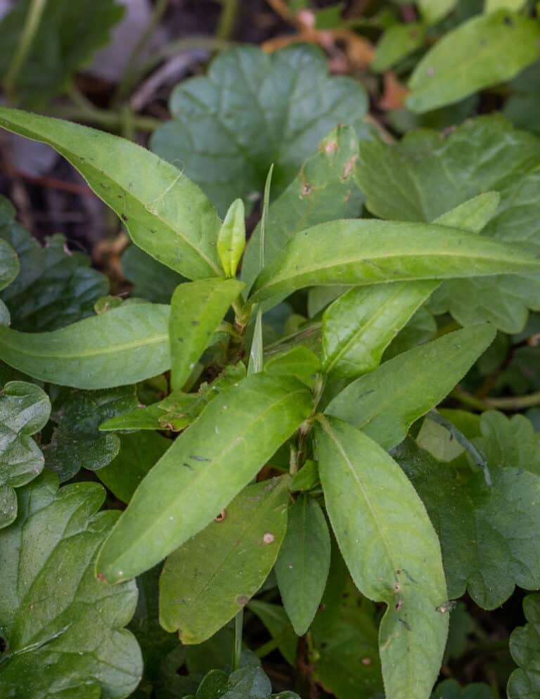 Foraging and Cooking Water Pepper (Persicaria hydropiper)