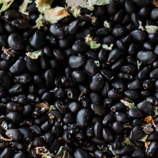 Cactus Seed Flour Sourdough Flatbread Recipe - Forager | Chef