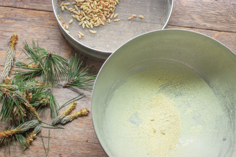 Foraging and Cooking with Pine Pollen