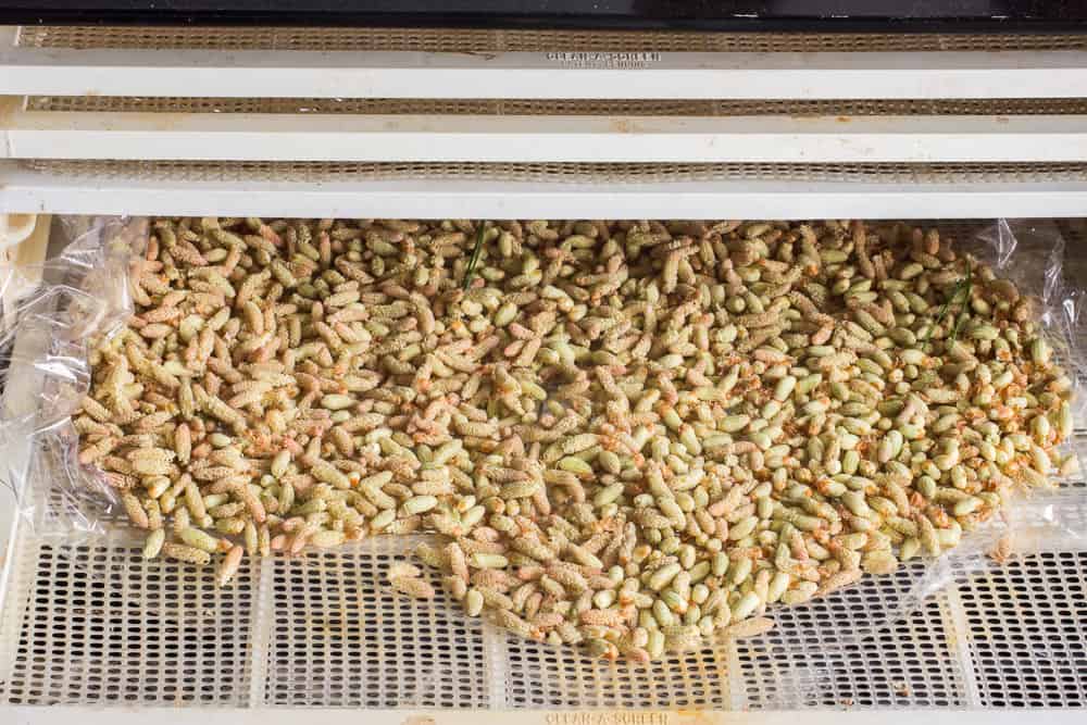 How to Harvest, Store, and Cook with Pine Pollen